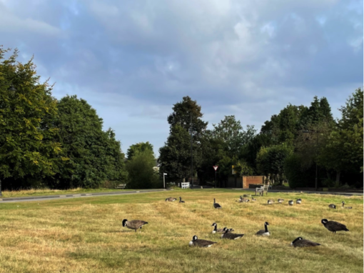 Chislehurst Commons Newsletter - Visit Chislehurst