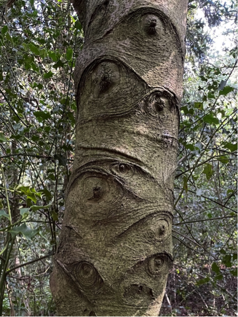 Chislehurst Commons Newsletter - Visit Chislehurst