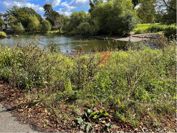 Chislehurst Commons Newsletter - Visit Chislehurst