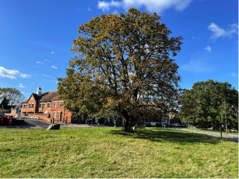 Chislehurst Commons - November 2021 - Visit Chislehurst