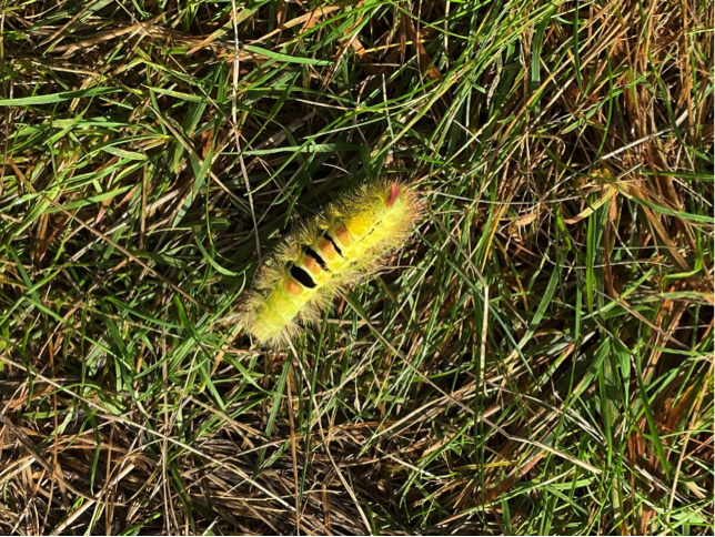 Chislehurst Commons - November 2021 - Visit Chislehurst