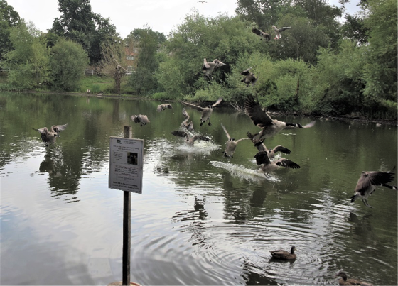 Chislehurst Commons - November 2021 - Visit Chislehurst