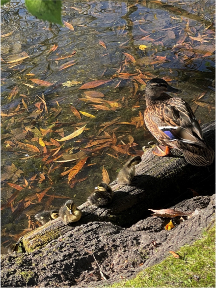 Chislehurst Commons - November 2021 - Visit Chislehurst