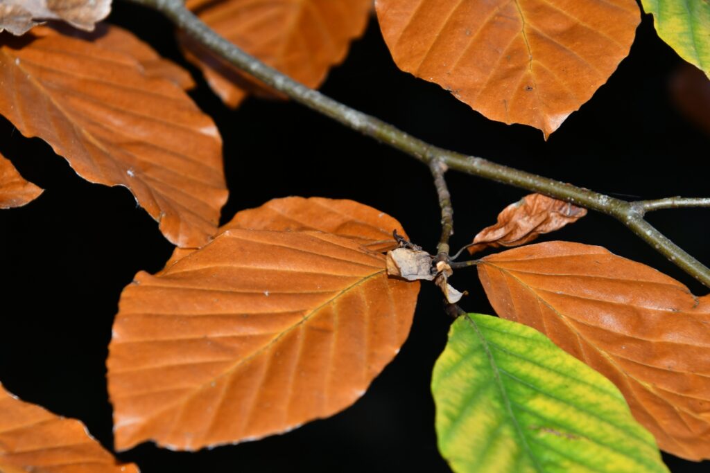 Chislehurst Commons - December - Visit Chislehurst