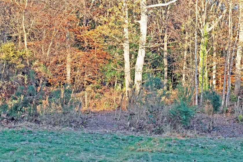 Chislehurst Commons - December - Visit Chislehurst