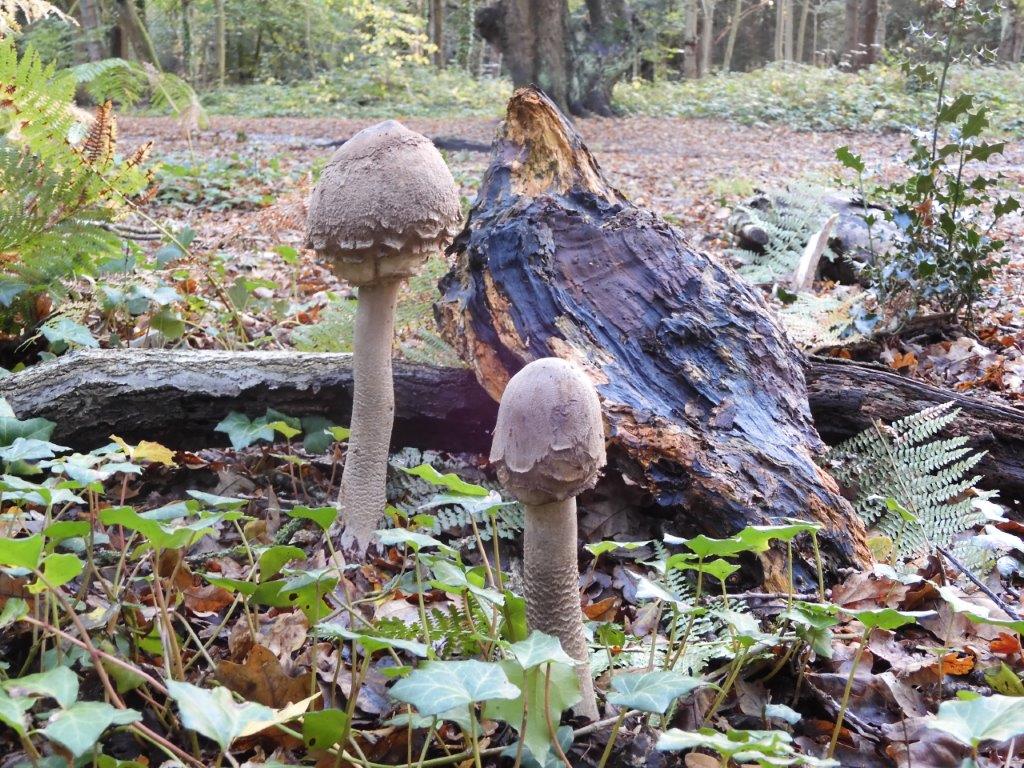 Chislehurst Commons - December - Visit Chislehurst