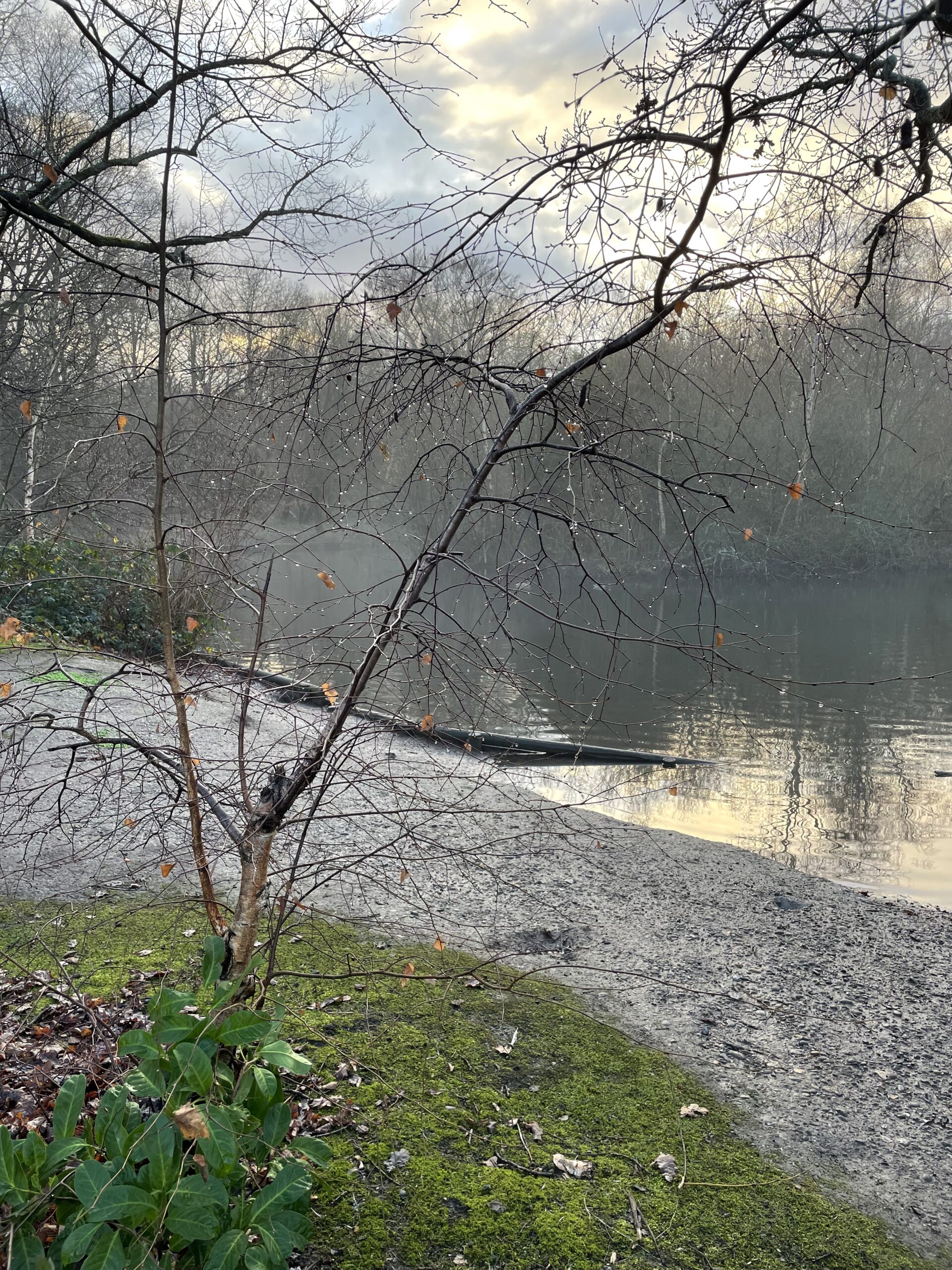 Chislehurst Commons - January Newsletter - Visit Chislehurst