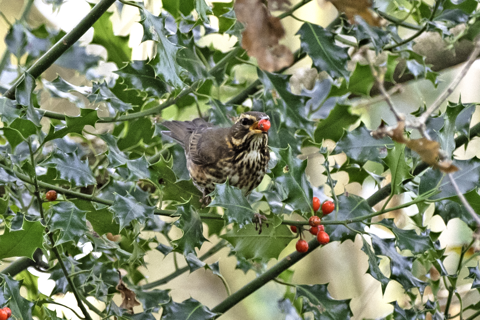 Chislehurst Commons - January Newsletter - Visit Chislehurst