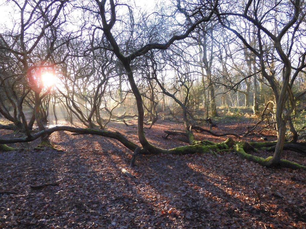Chislehurst Commons - February Newsletter 2022 - Visit Chislehurst