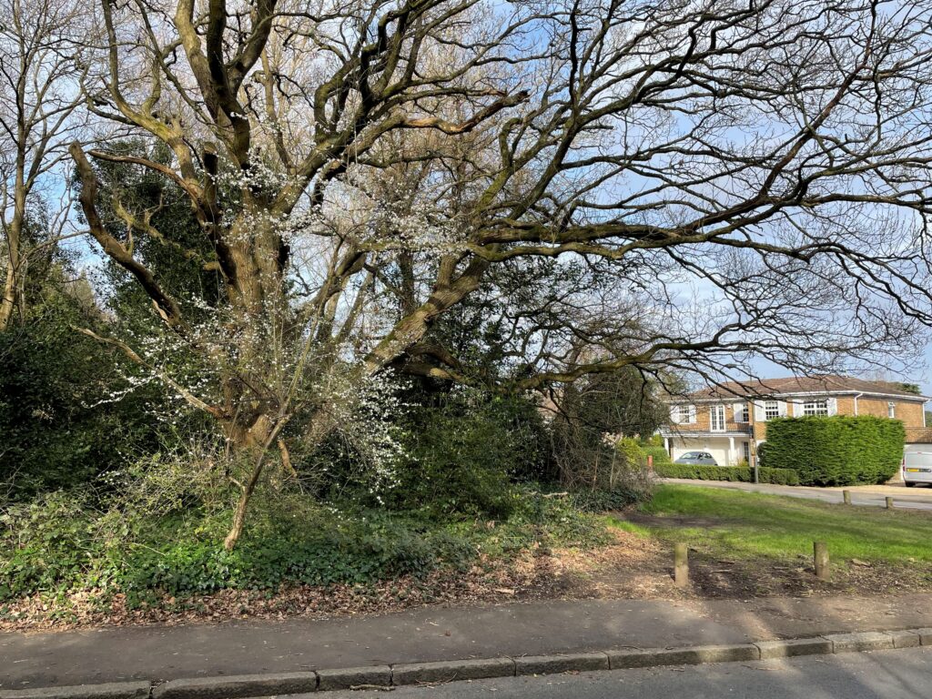 Chislehurst Commons - March Newsletter - Visit Chislehurst