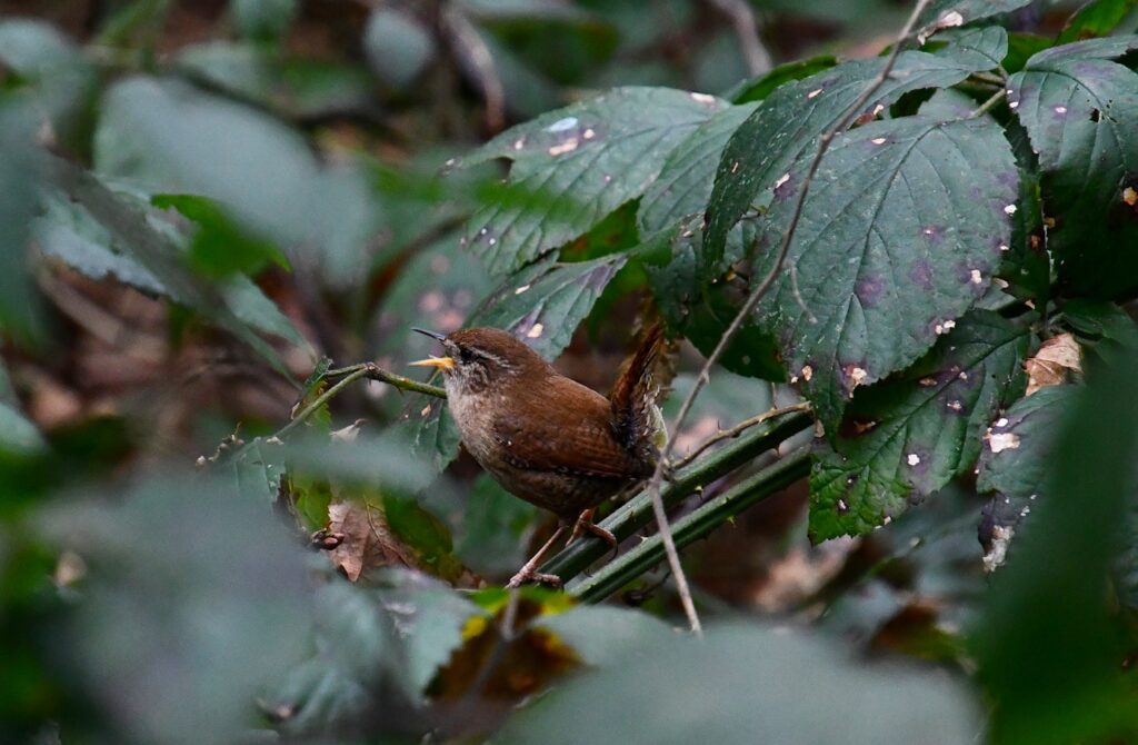 Chislehurst Commons - March Newsletter - Visit Chislehurst